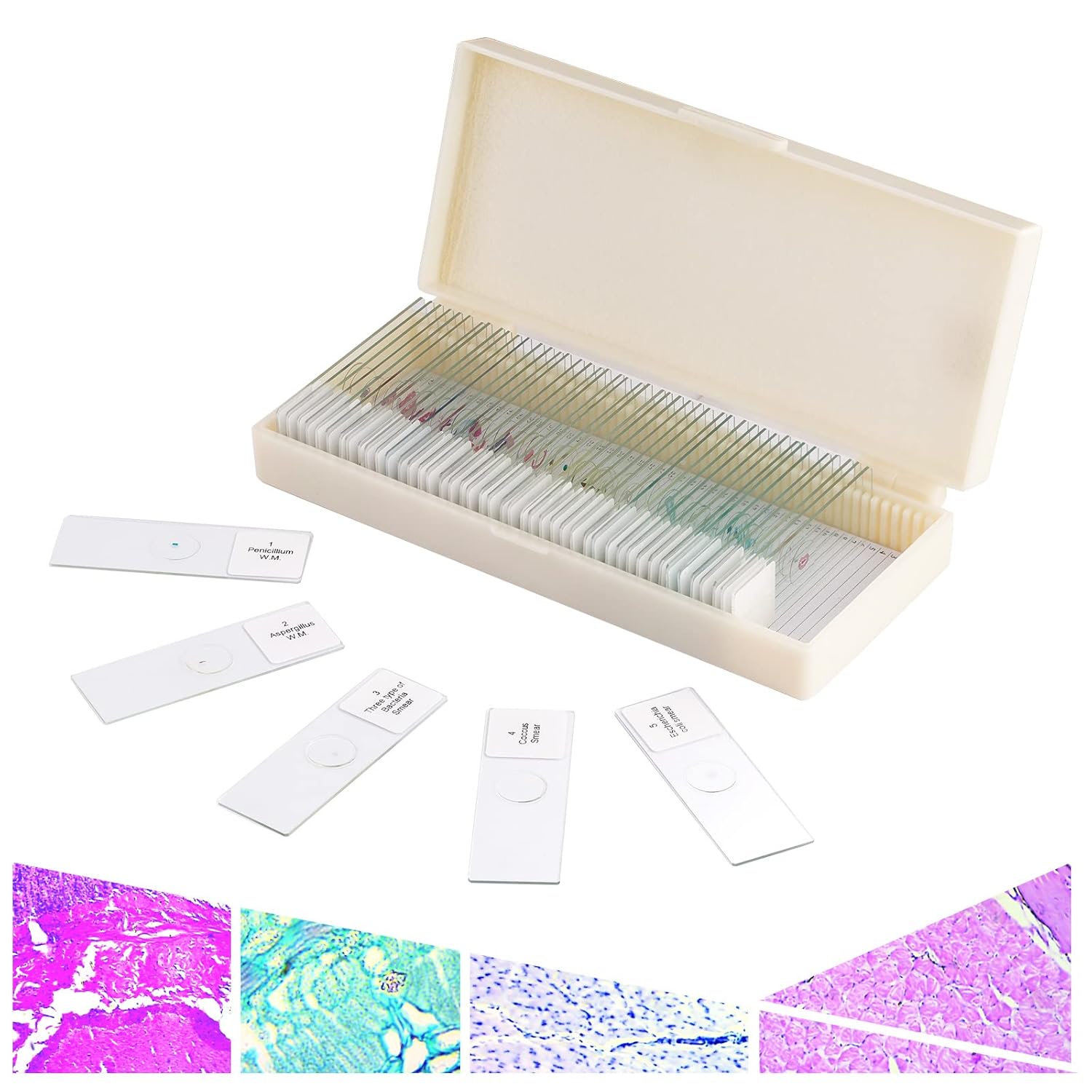 100 Microscope Slides with Specimens for Kids, Prepared Microscope Sli ...